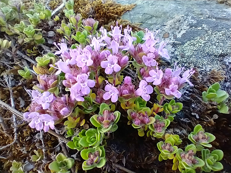 Rødlistede arter i Trondheim - Trondheim kommune