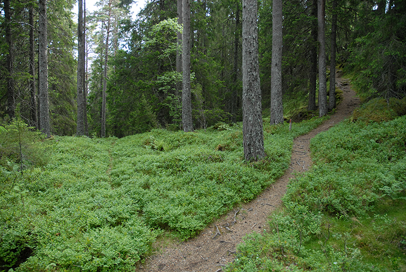 Naturtyper i Trondheim - Trondheim kommune